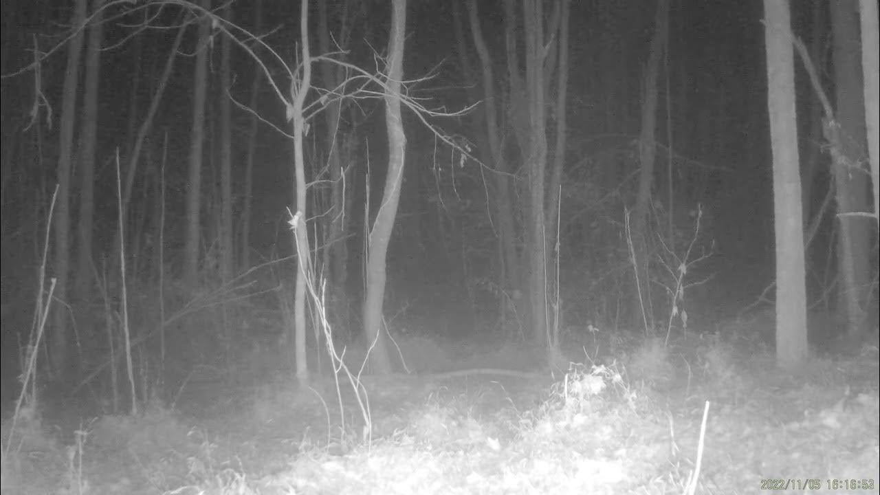 Big 10 Point Buck YouTube big-10-point-buck-youtube