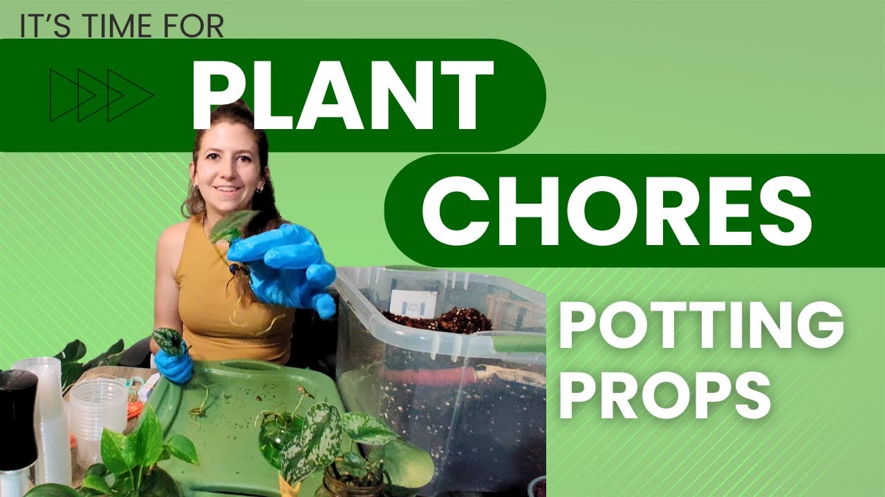 Plant Chores! 🌱 Potting Up Propagations: Watch the Growth Begin! 🌱 ...