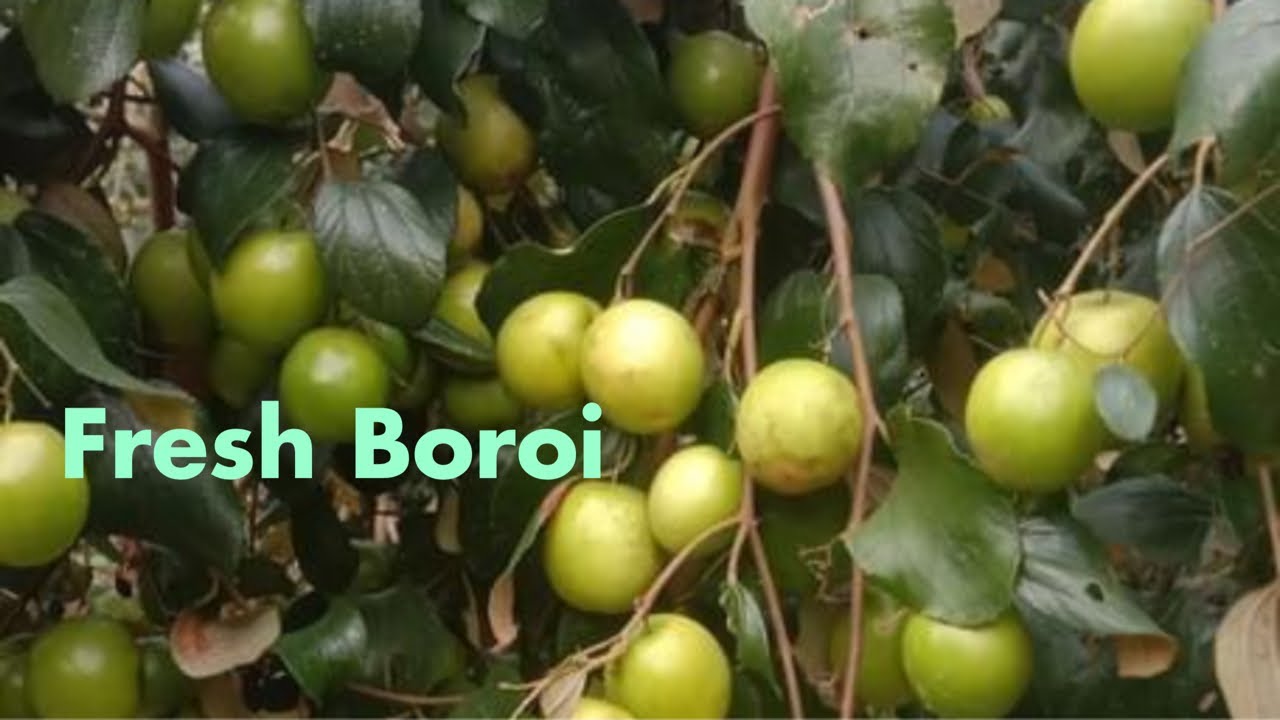 FRESH BOROI || FROM THE TREE || BANGLADESH 🇧🇩 - YouTube