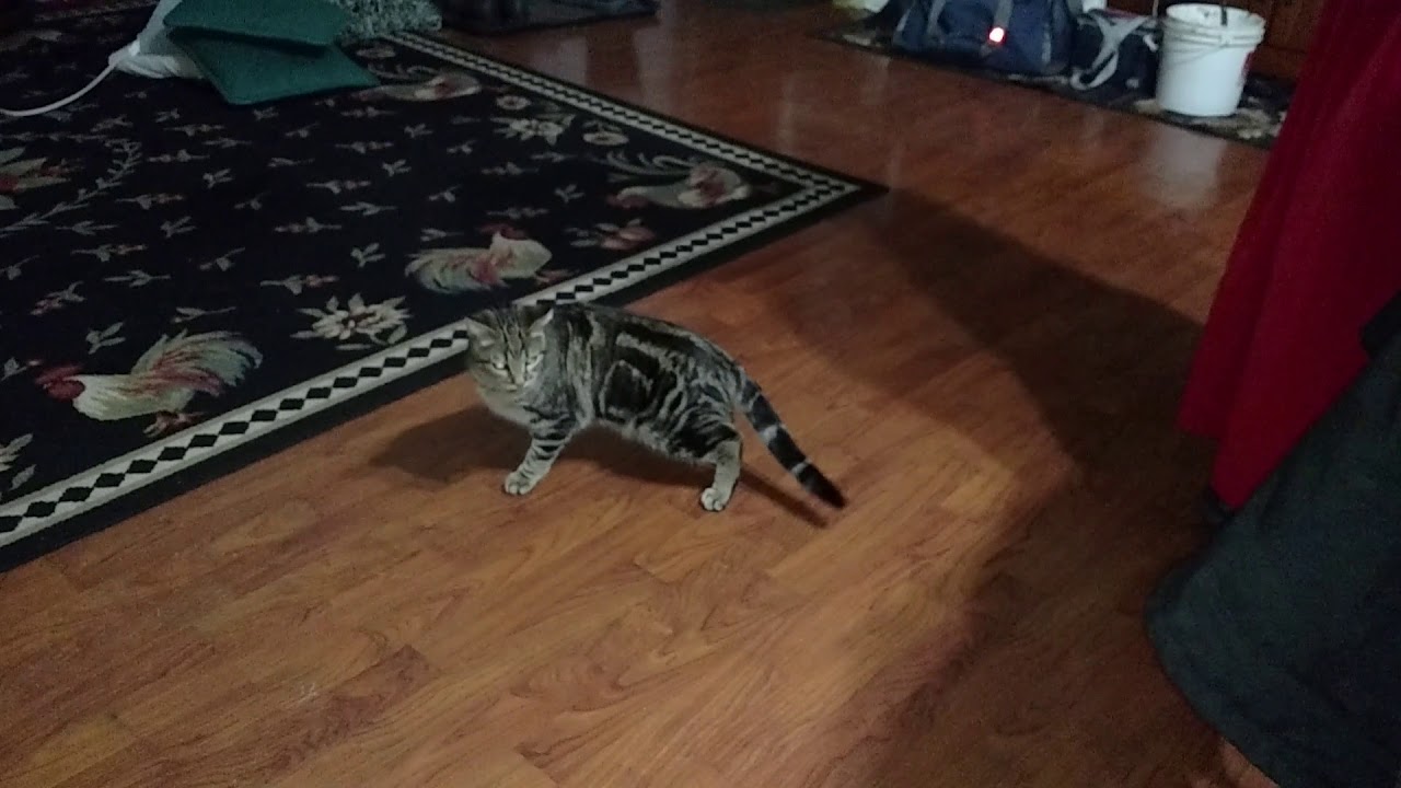 Dizzy Kitten Plays With Laser Pointer - YouTube