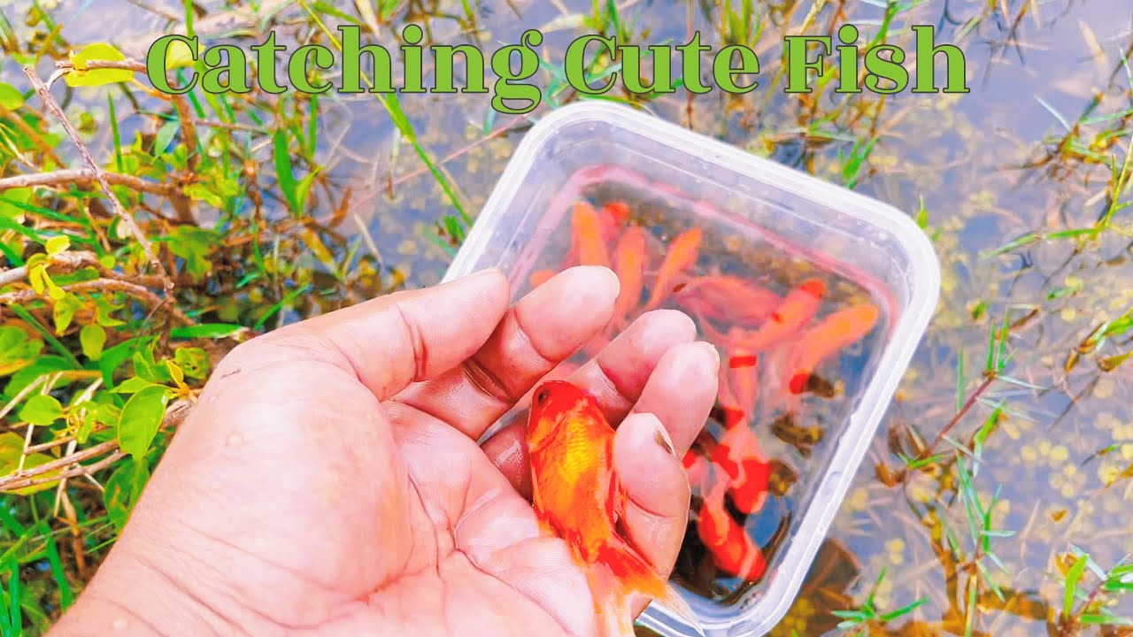 Catching Colorful Fish by Hand | Countryside Fishing Adventure - YouTube