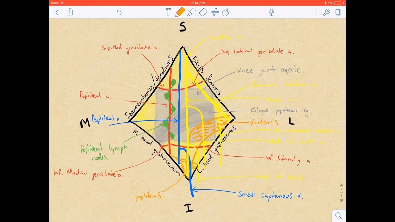 Draw the Popliteal Fossa BETTER - YouTube