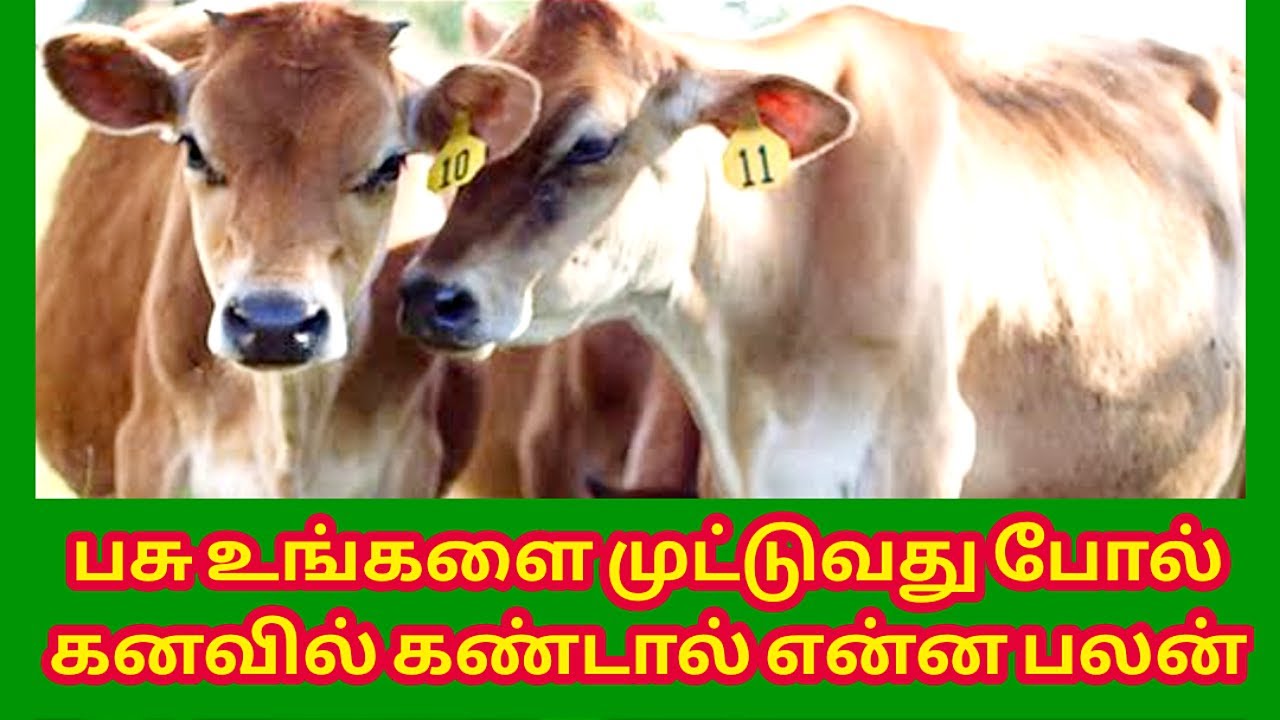 Pasu maadu mutuvathu pol Kanavil vanthaal Enna palan|Cow dream meaning ...