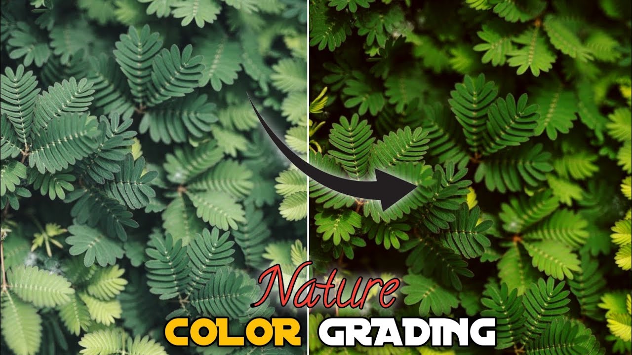Nature color grading using VN editor mobile | Cinematic moody green ...