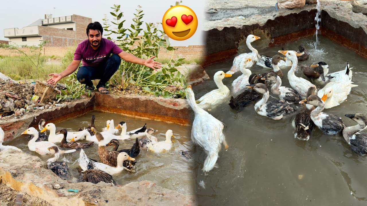Sub Ducks 🦆 Ko Pool M Swimming Krai🥰Bht Mza Aya - YouTube