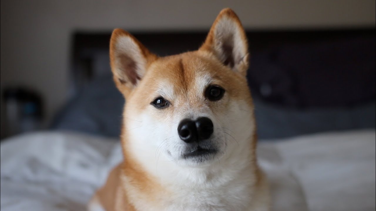 5 Minutes of Auspicious Shiba Inu Staring Into Your Soul - YouTube