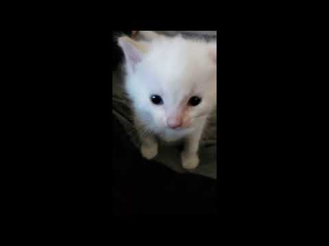 Say Hi Herbert - YouTube