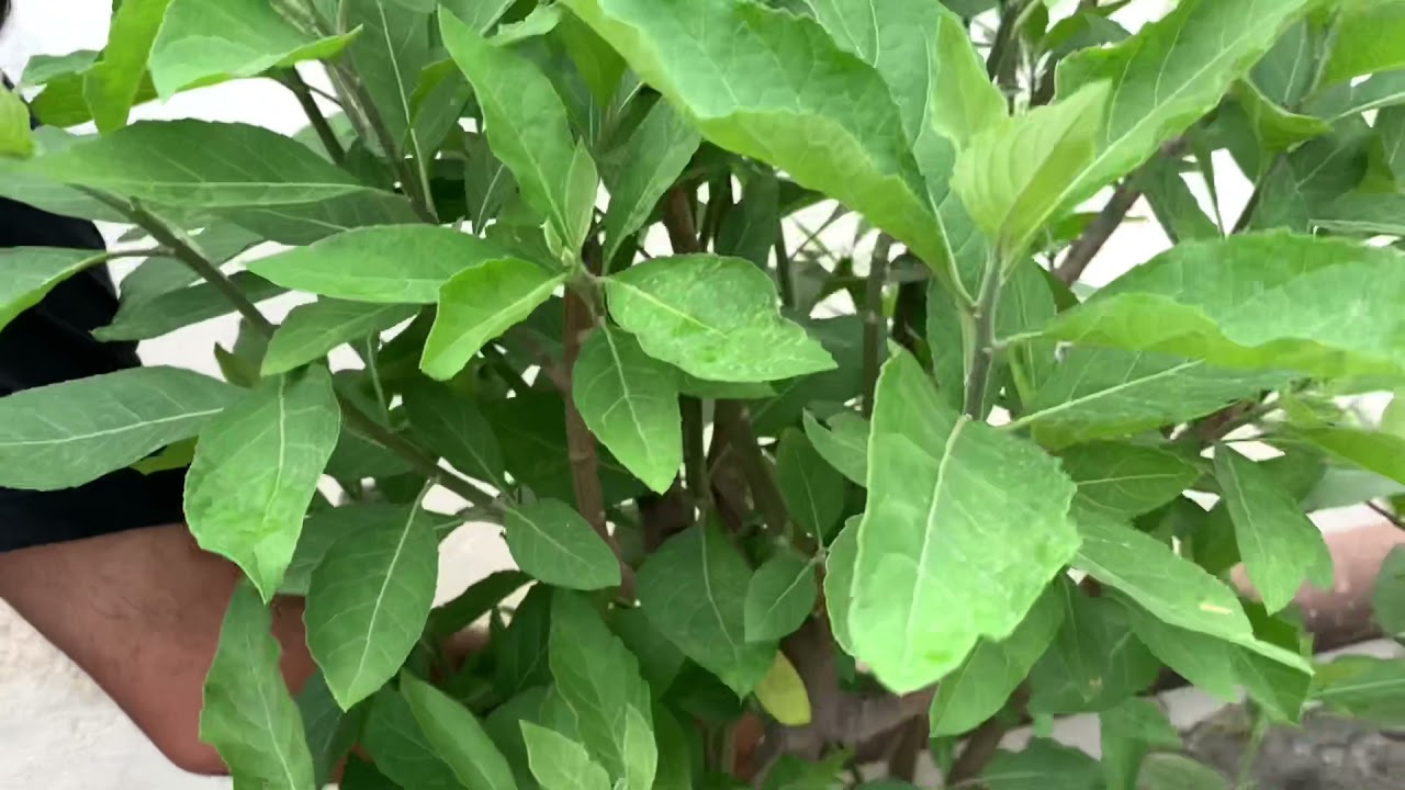 Gudmar| Madhunashini (Distroyer of Sugar) Plant - YouTube