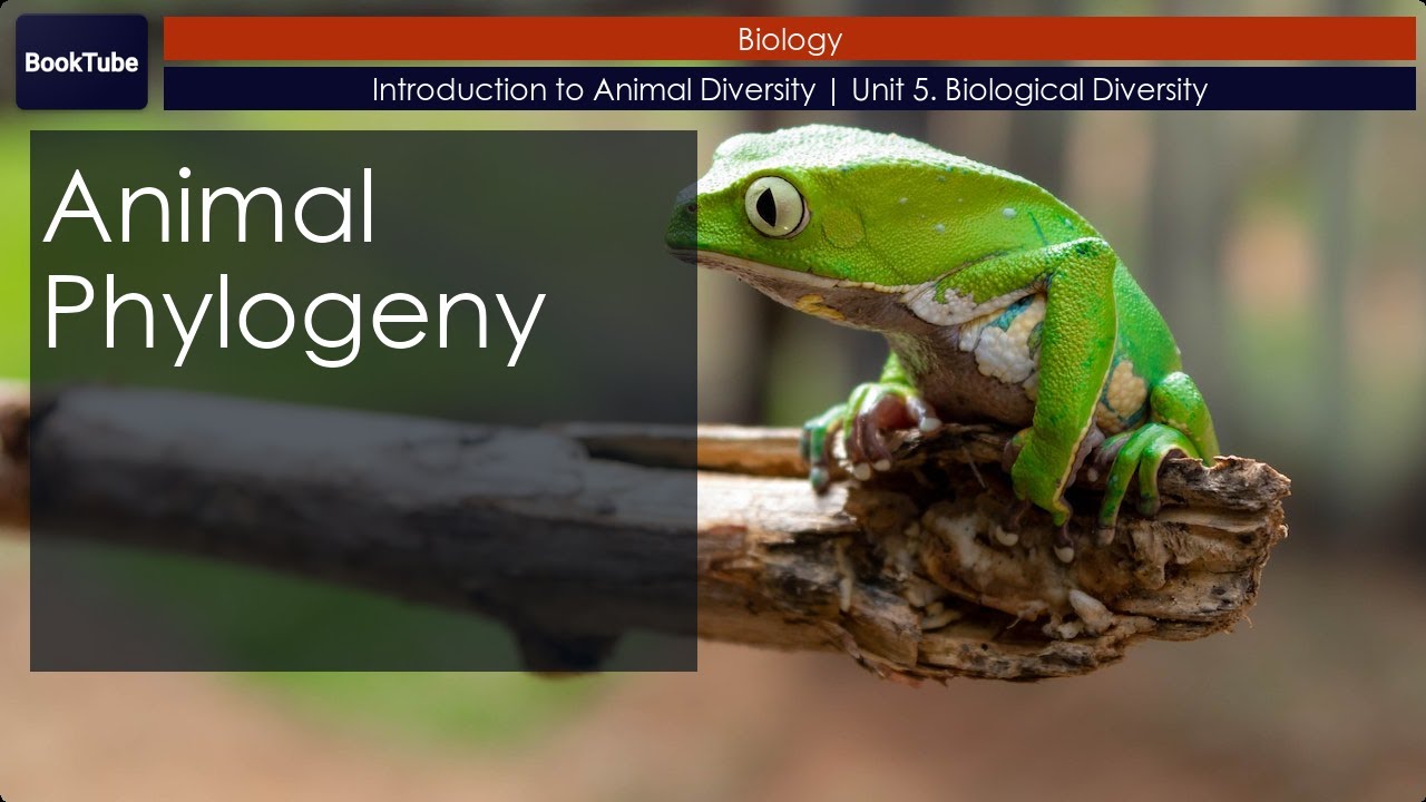 Animal Phylogeny | Introduction to Animal Diversity | Unit 5 ...