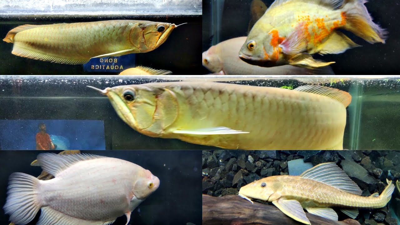 Feeding My Monster Fishes in The 6ft Monster Tank + Mini Aquatic Vlog ...