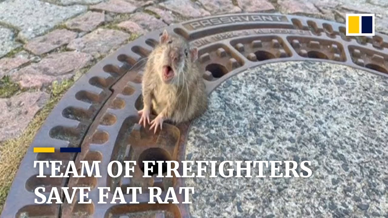 Team of firefighters save fat rat - YouTube