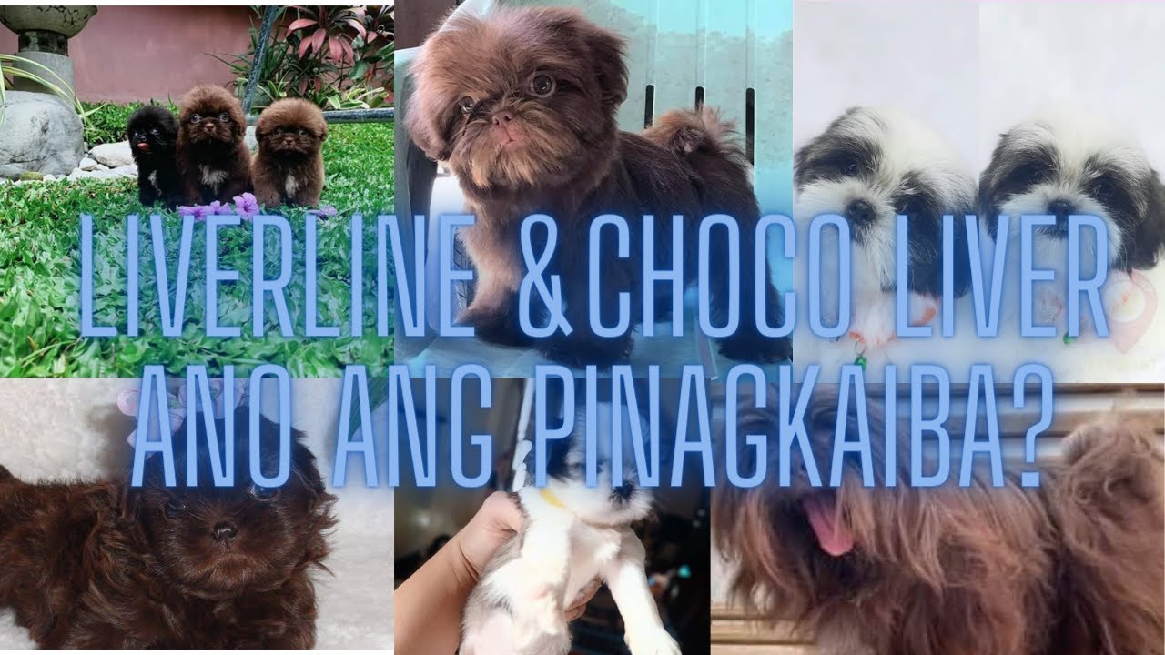 LIVERLINE(PRINCESS) &CHOCO LIVER Shih tzu ANO ANG PINAGKA IBA?? - YouTube