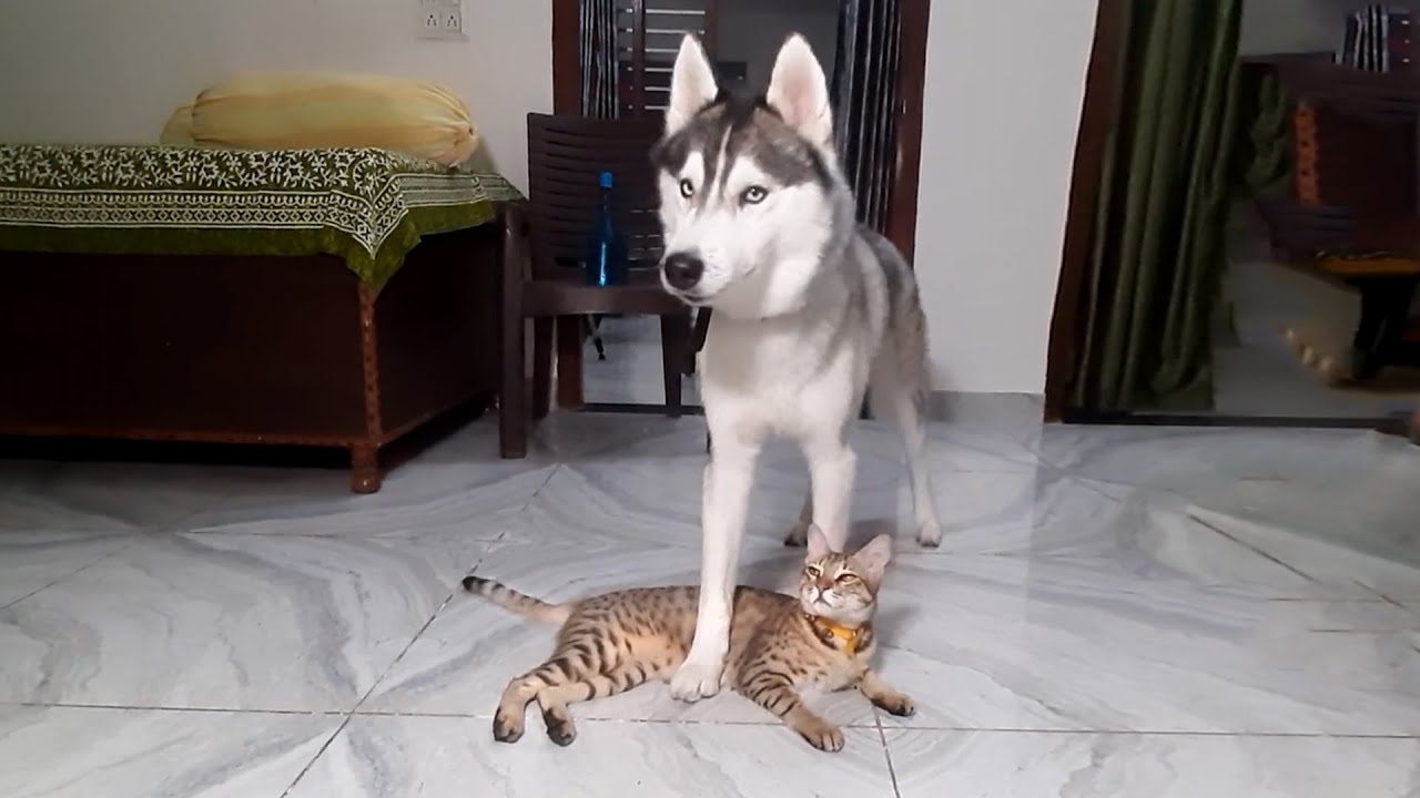What Happens When A Husky Presses A Resting Cat With Its Foot! - YouTube