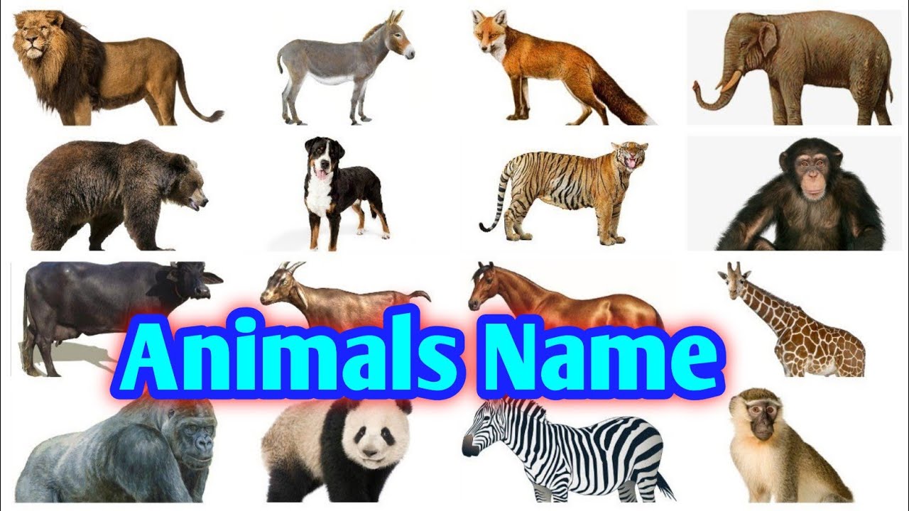 Animals Name Learning/Alphabets - funny animal sounds @pihu - YouTube