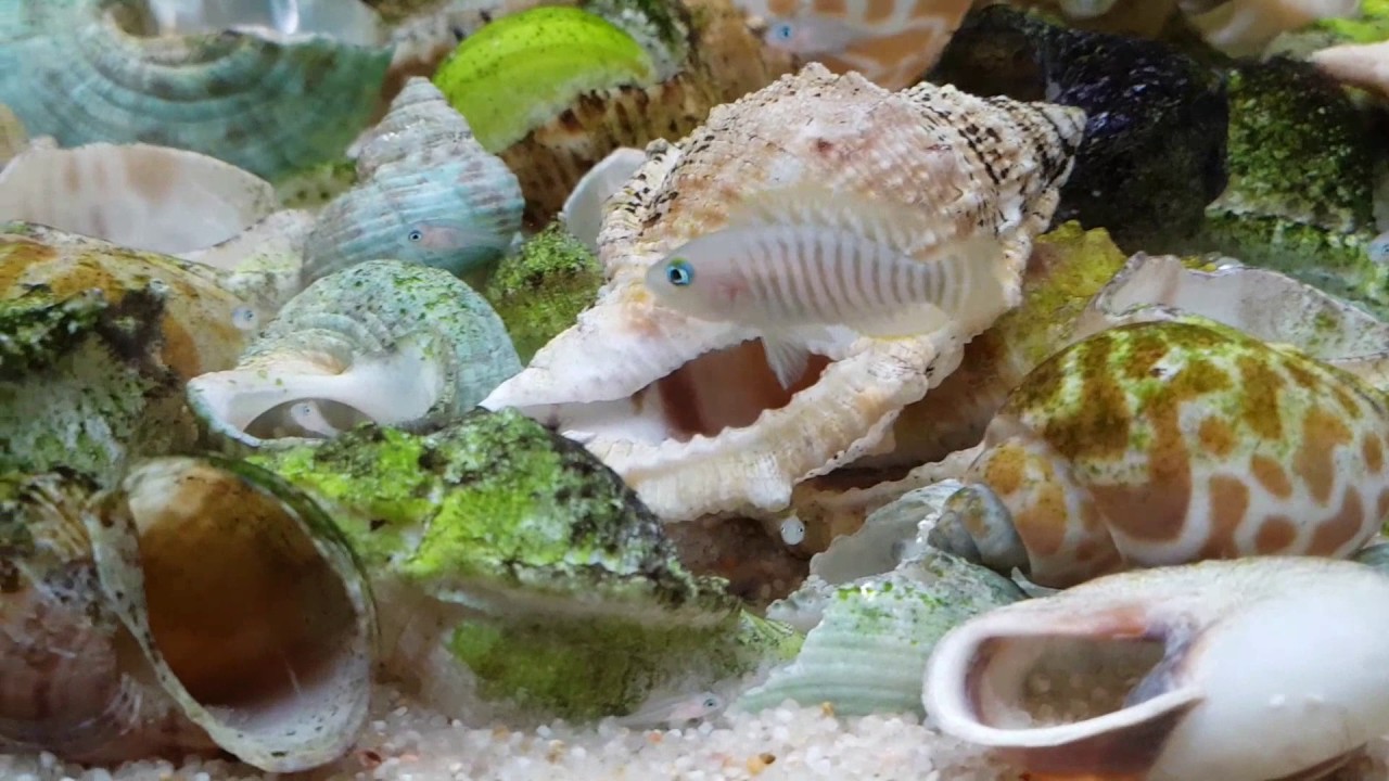 Neolamprologus multifasciatus / Cíclido conchicola del lago Tanganika ...