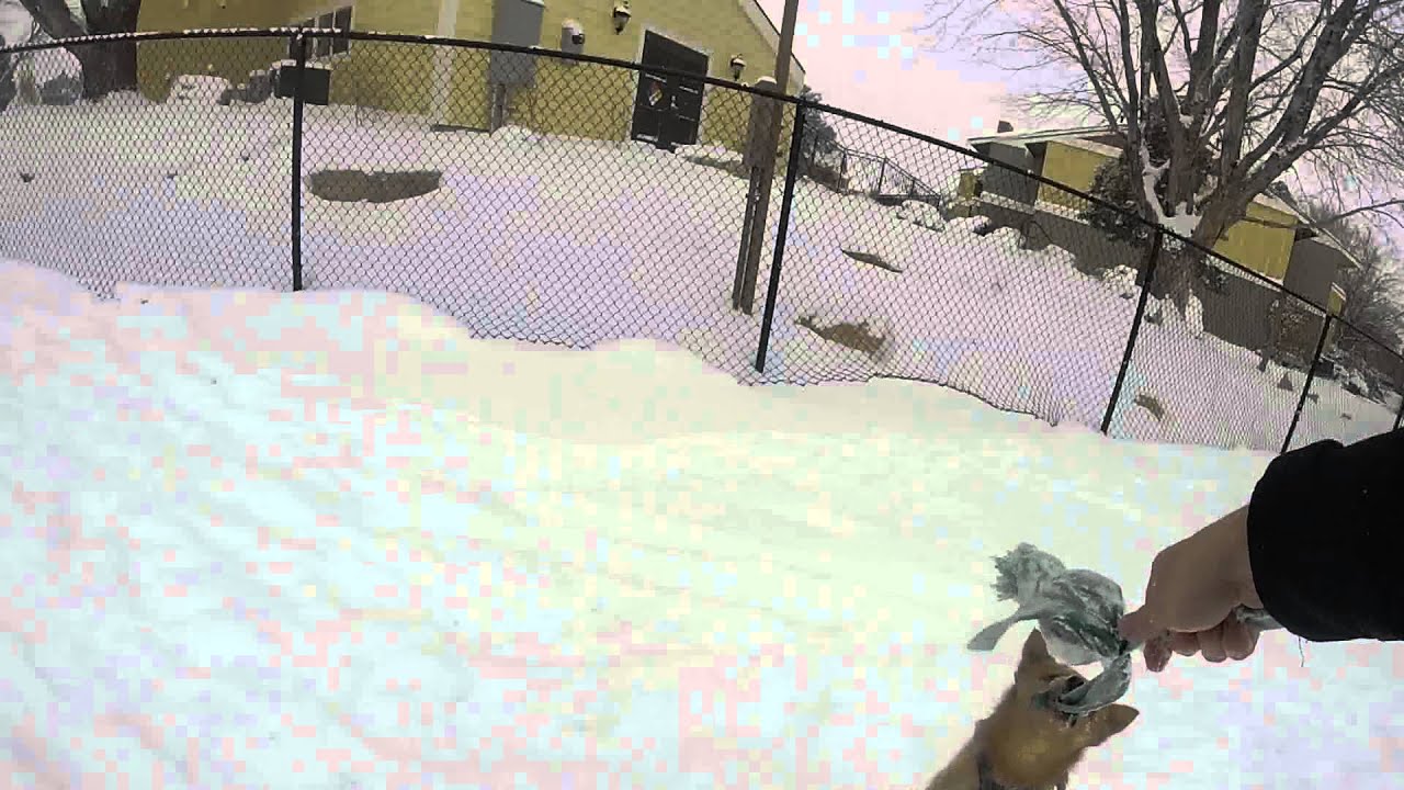 DOGNADO!!! EPIC DOG STRENGTH - YouTube