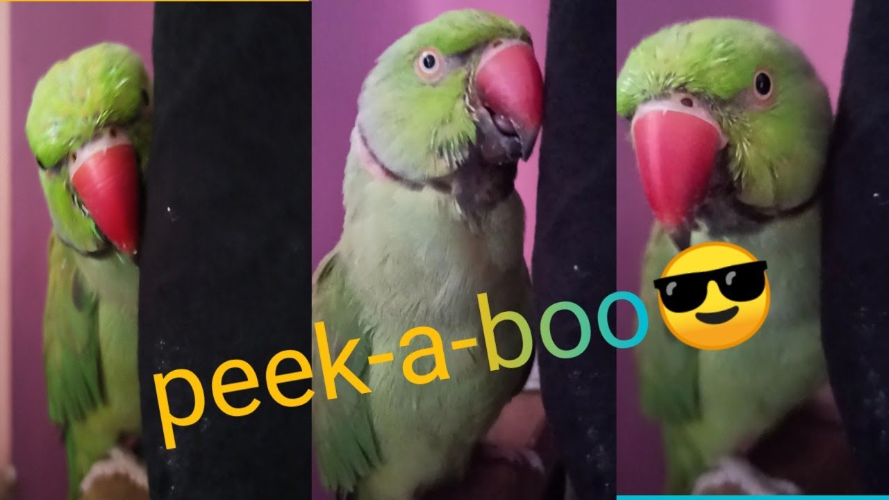 Super cute talking parrot playing Peek-a-boo 😎. - YouTube