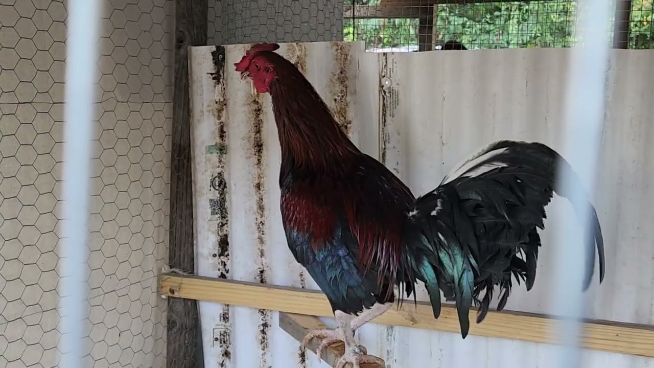 Asil/Kelso Stag. - YouTube