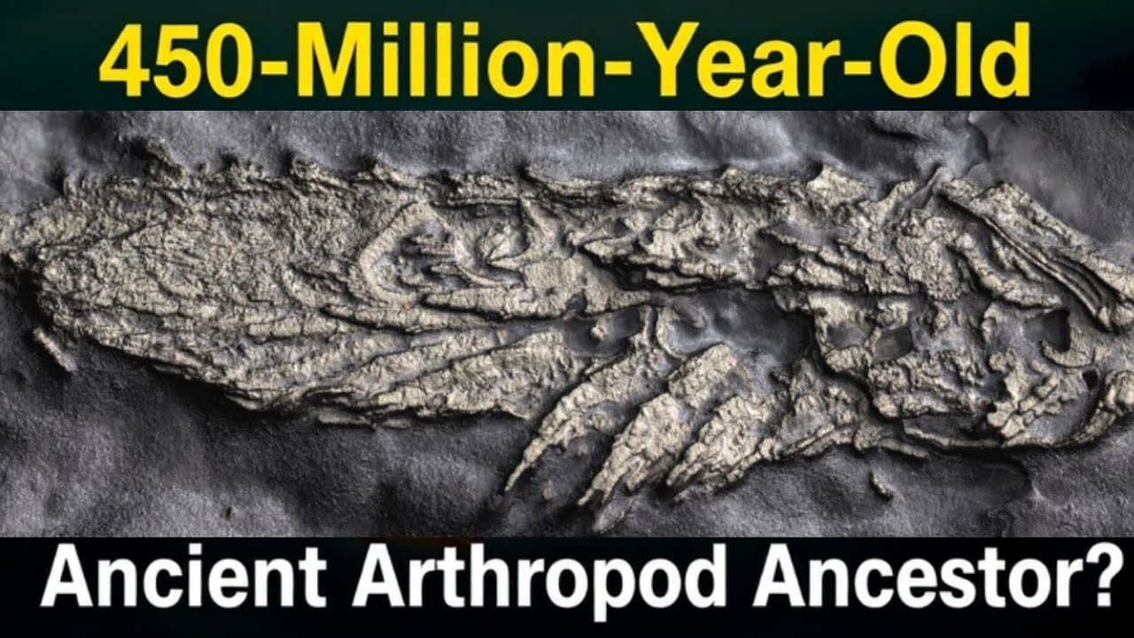 450-Million-Year-Old Golden Fossil Unveils Ancient Arthropod Ancestor ...