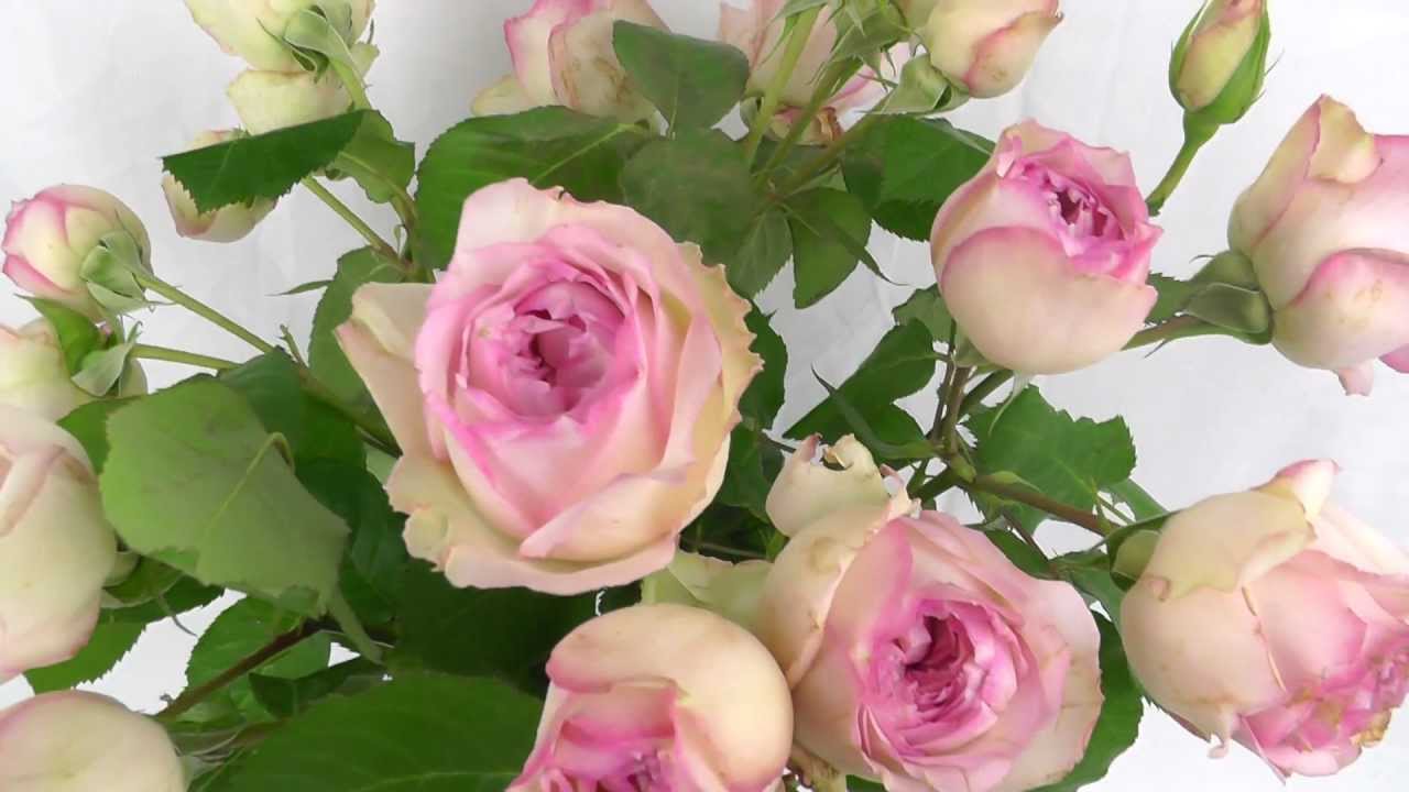 Spray Garden Roses "Pink Carmeline" - YouTube