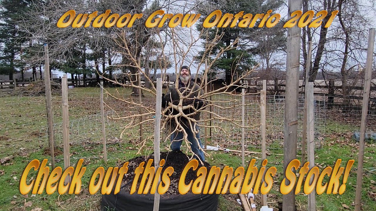 Massive Cannabis Root. SCROG outdoor disassembly - YouTube
