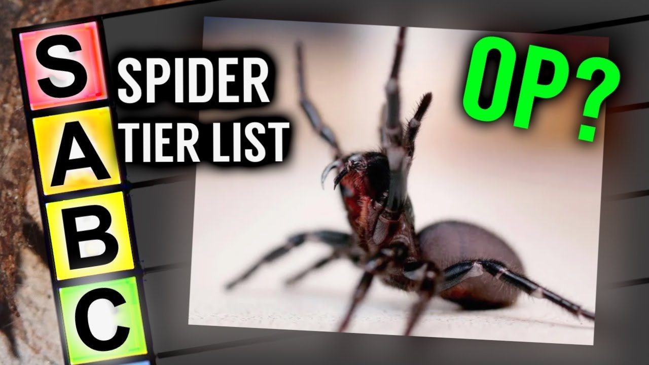 The Australian Spider TIER LIST - YouTube