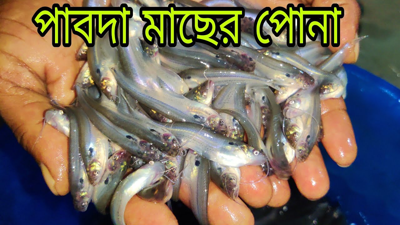 pabda fish farming | পুকুরে পাবদা মাছের চাষ ও পদ্ধতি। দেশী পাবদা পোনা ...