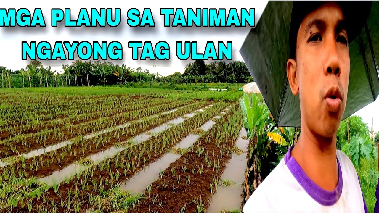 PAGHAHANDA sa TANIMAN NGAYONG TAG ULAN - YouTube