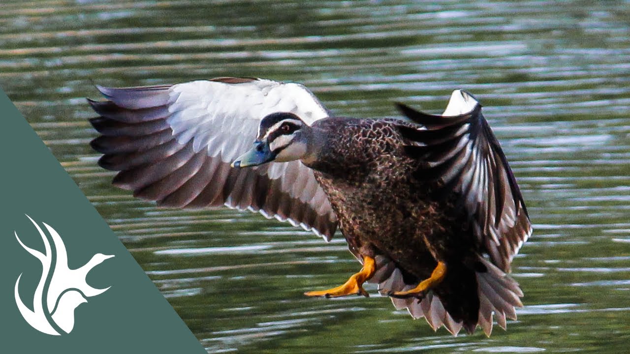 Adaptive Harvest Management presentation 2024 - YouTube