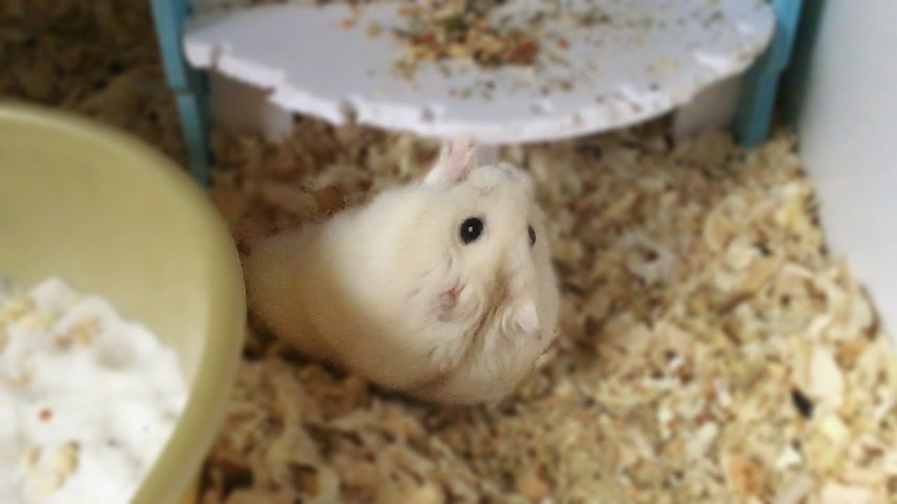 Day 281: 🐹 Hamster: Doing Sit Up and Pull Up 🐣 - YouTube