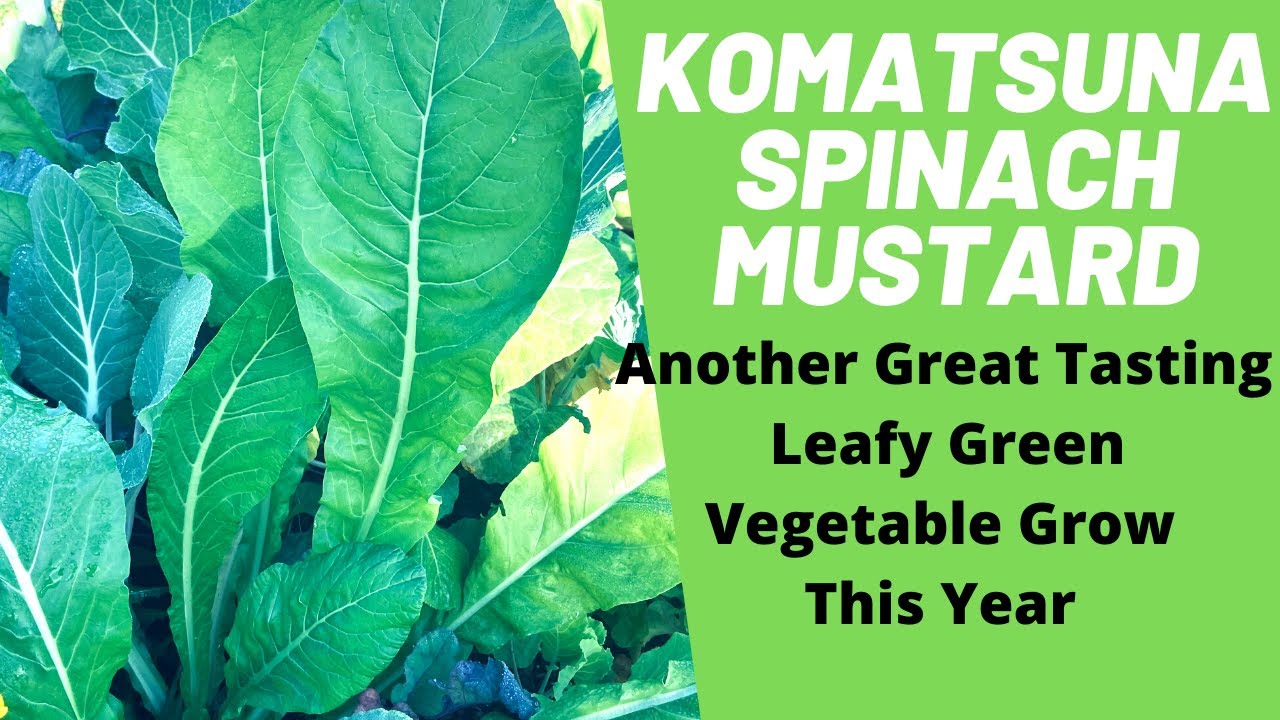Komatsuna Japanese Mustard Spinach Is A Leaf Vegetable Add To Your