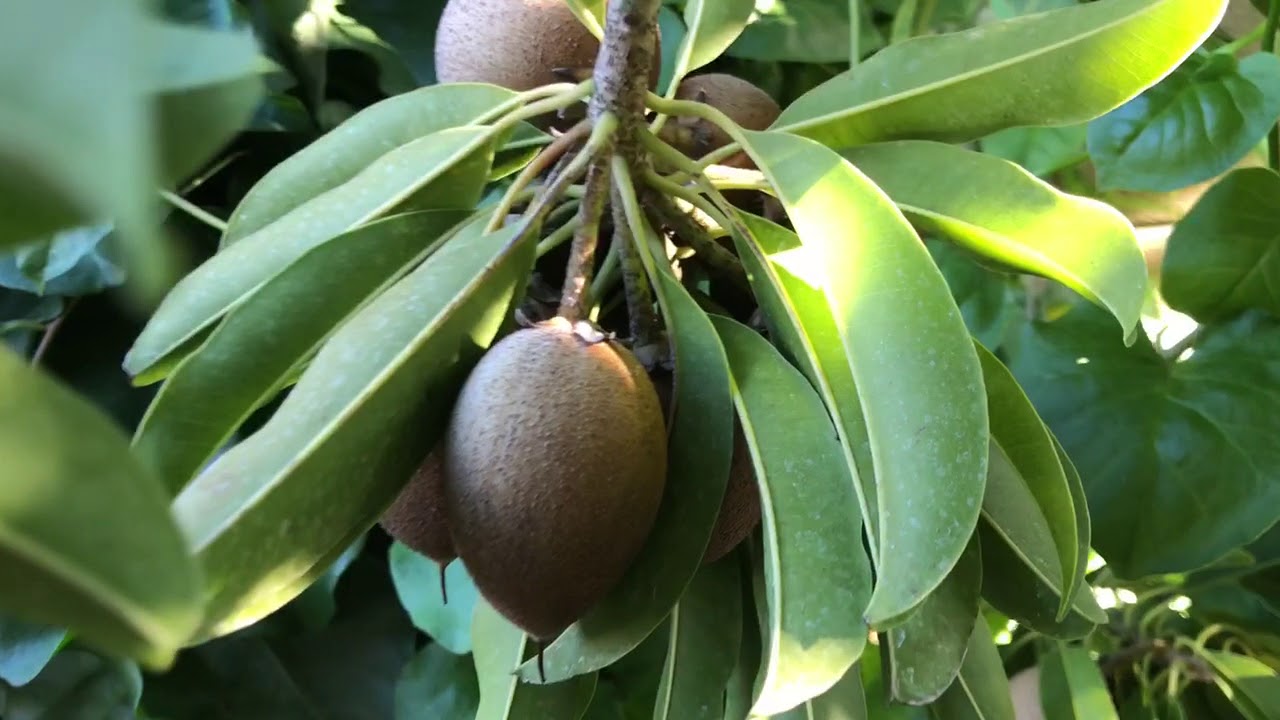 Cali Orchid Sam bô chê - Sapodilla - YouTube