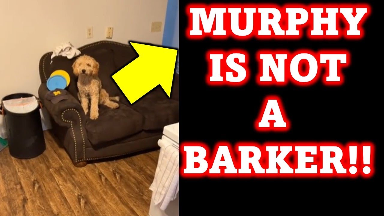 DID KAYLEE GONCALVES & JACK DECOUER DOG, MURPHY HOLD A BIG CLUE ...