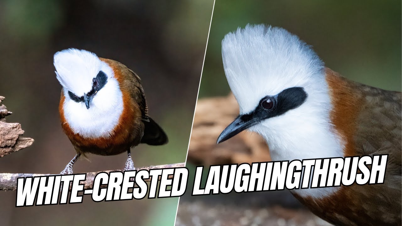 White-crested Laughingthrush | Birds of Himalayas - YouTube