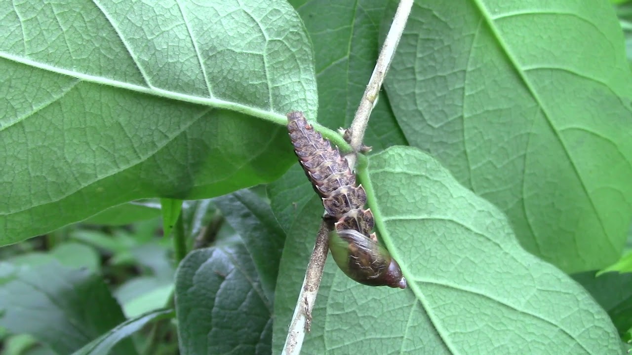 Firefly glow worm eats snail - CTnaturalist - YouTube