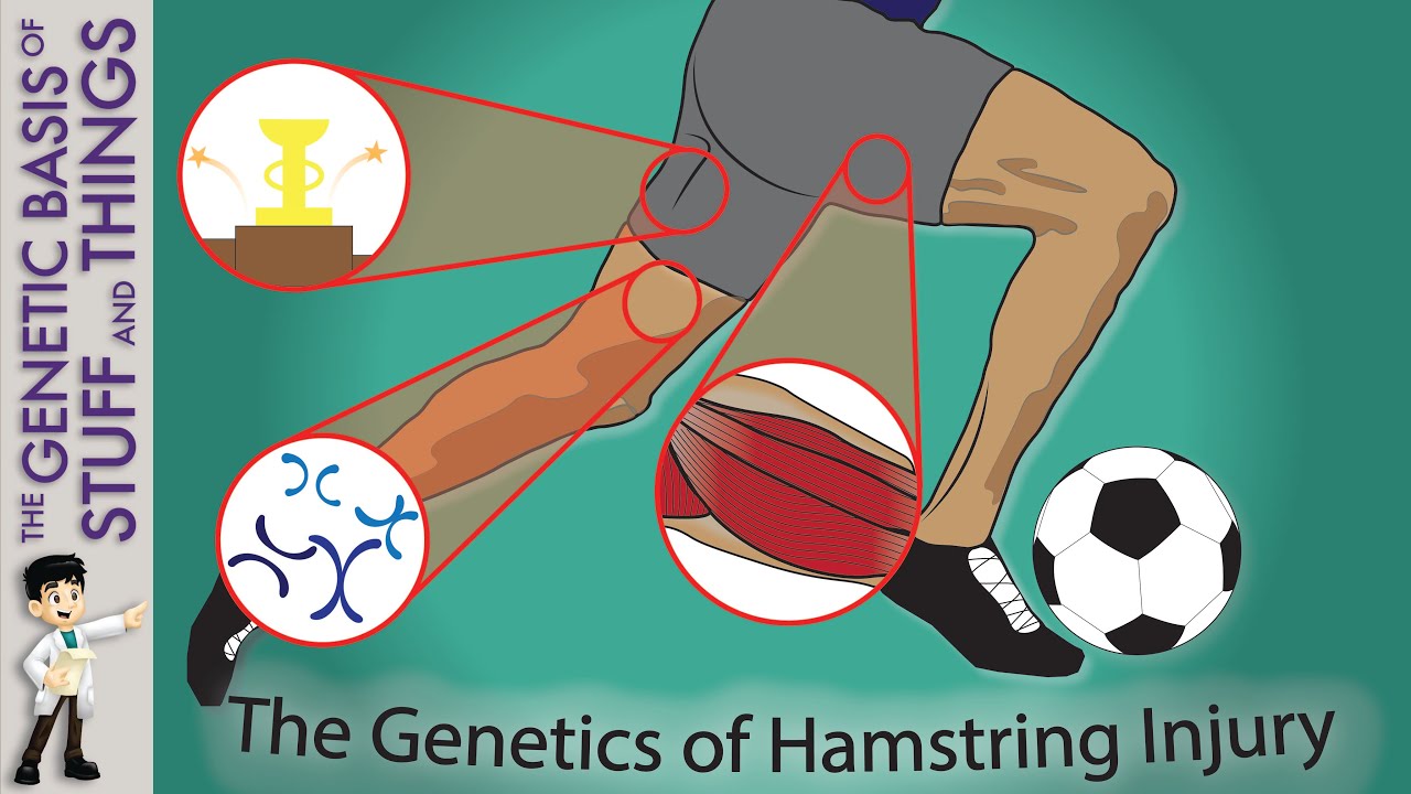 A (genetic) leg up over hamstring injury in football - YouTube