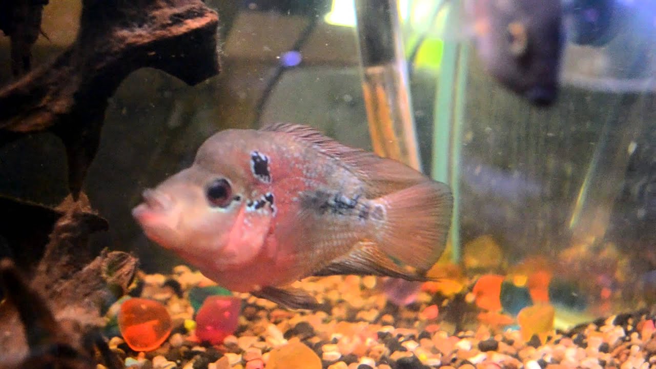 Pearl Parrot/ Flowerhorn Hybrid Update - YouTube
