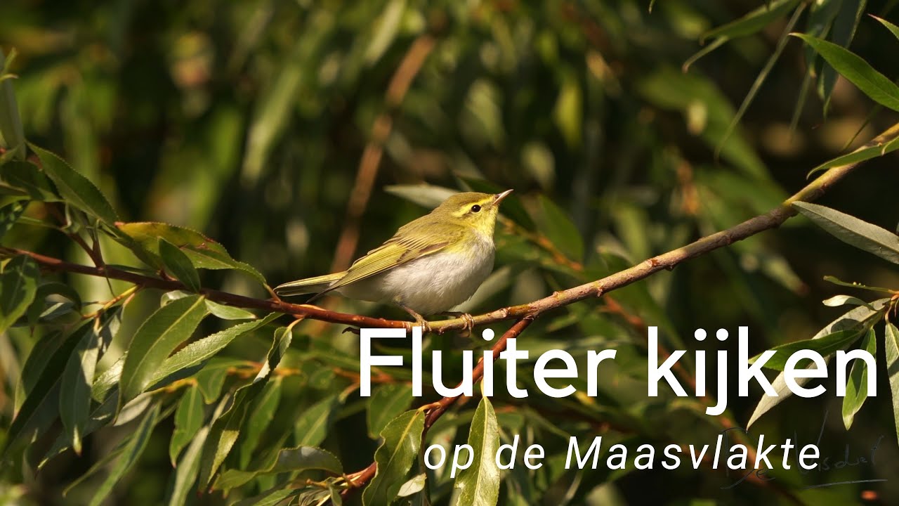 Fluiter kijken op de Maasvlakte #746 - YouTube