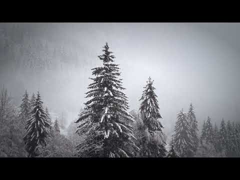 Free Snow pine tree background loop for chirtsmas video lyrics