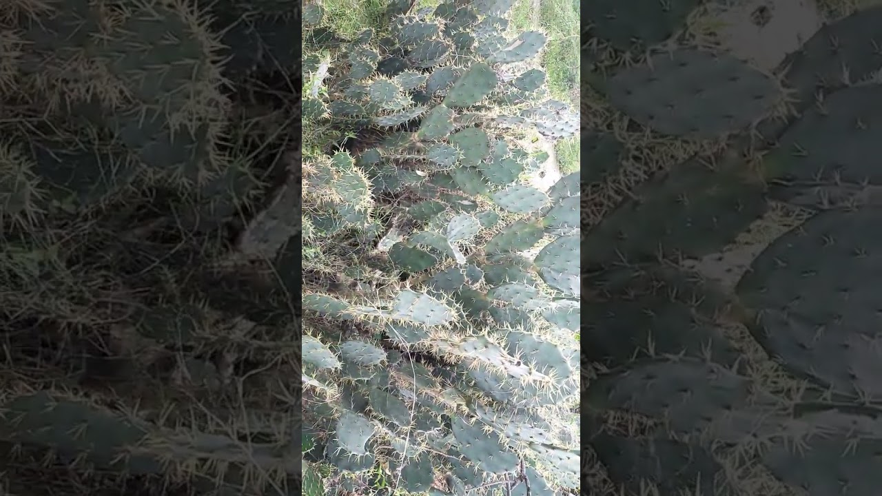 nagfani plant ##Hawthorns - YouTube