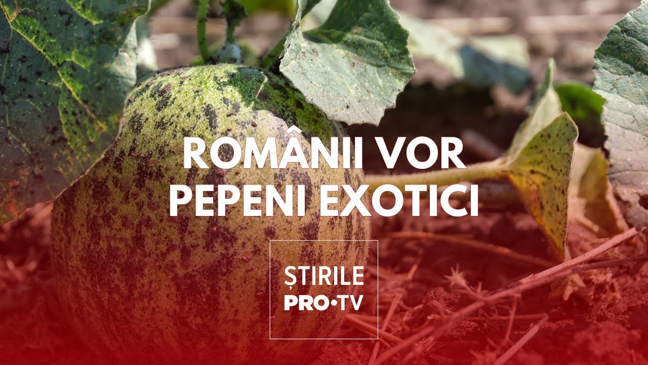 Soiuri exotice de pepeni prind rădăcini în România - YouTube