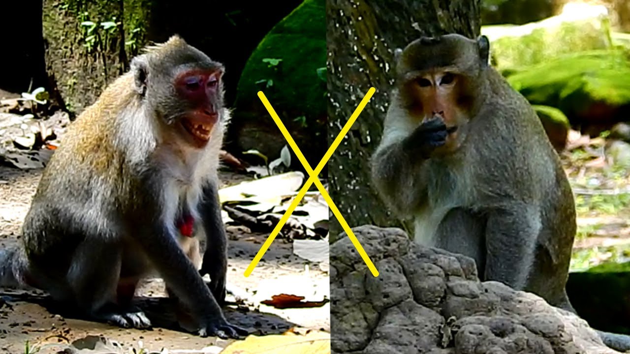 MG - Jane Monkey Seizure Breaking Heart And Cry Miserable When Joey Monkey Not Respect Abus-e ...
