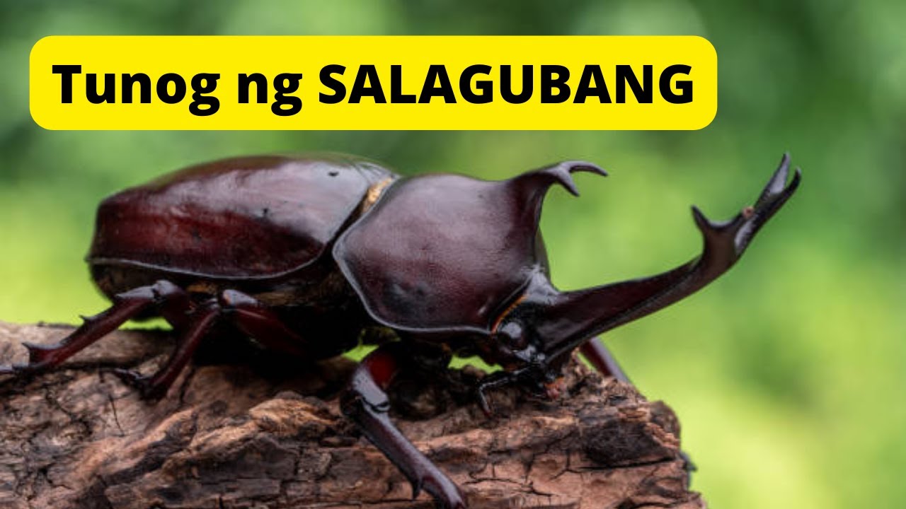 Tunog ng SALAGUBANG | Sound of BEETLE - YouTube