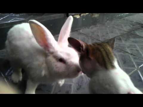 KUCING VS KELINCI - YouTube