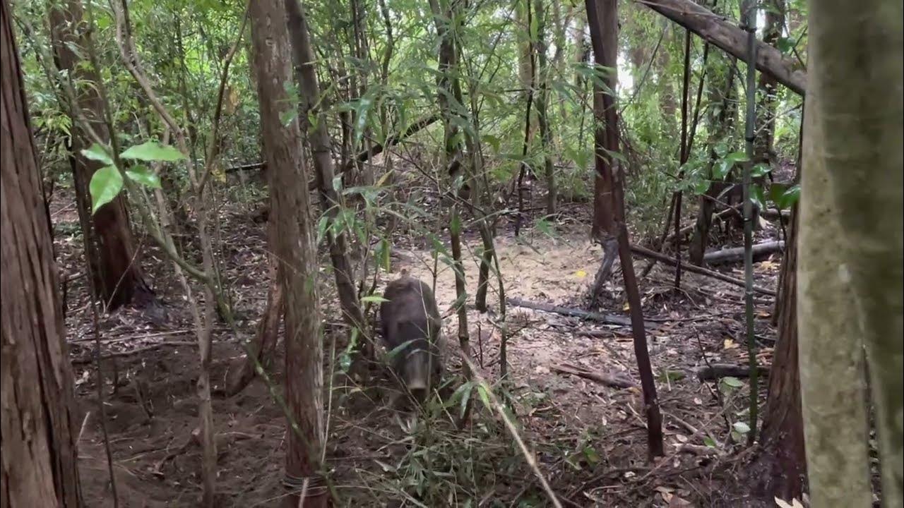 くくり罠にて捕獲されたイノシシ16kgオス Youtube