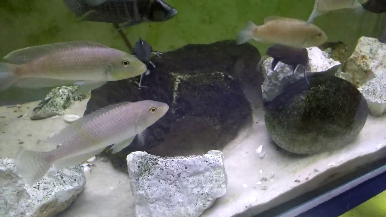 www.tropheus.com.pl - Synodontis granulosus - YouTube