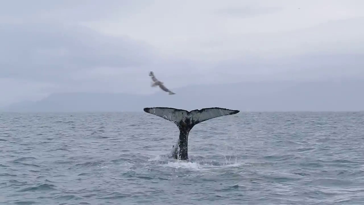Humpback whale lobtailing - YouTube