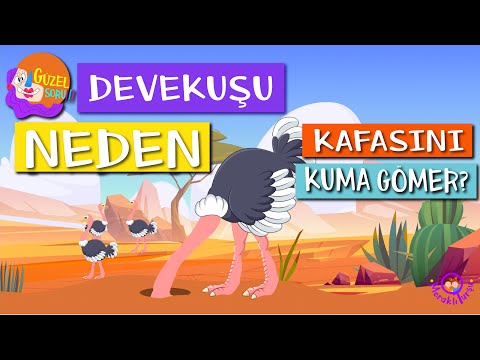 Devekuşu Neden Kafasını Kuma Gömer? | Güzel Soru Serisi