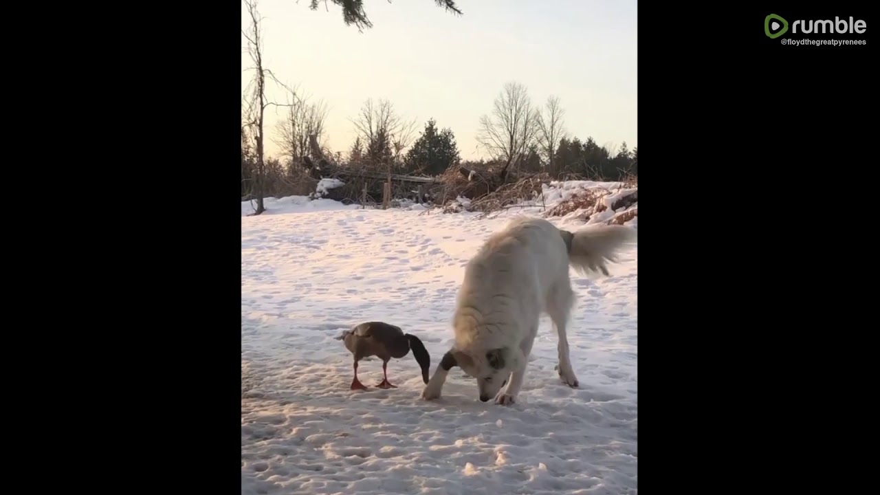 Perro y Pato comparten una amistad increible - YouTube