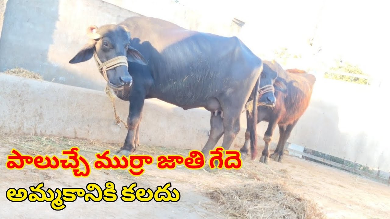 Milking Murrah buffalo For Sale , in Nellore , పాలుచ్చే గేదె అమ్మబడును ...
